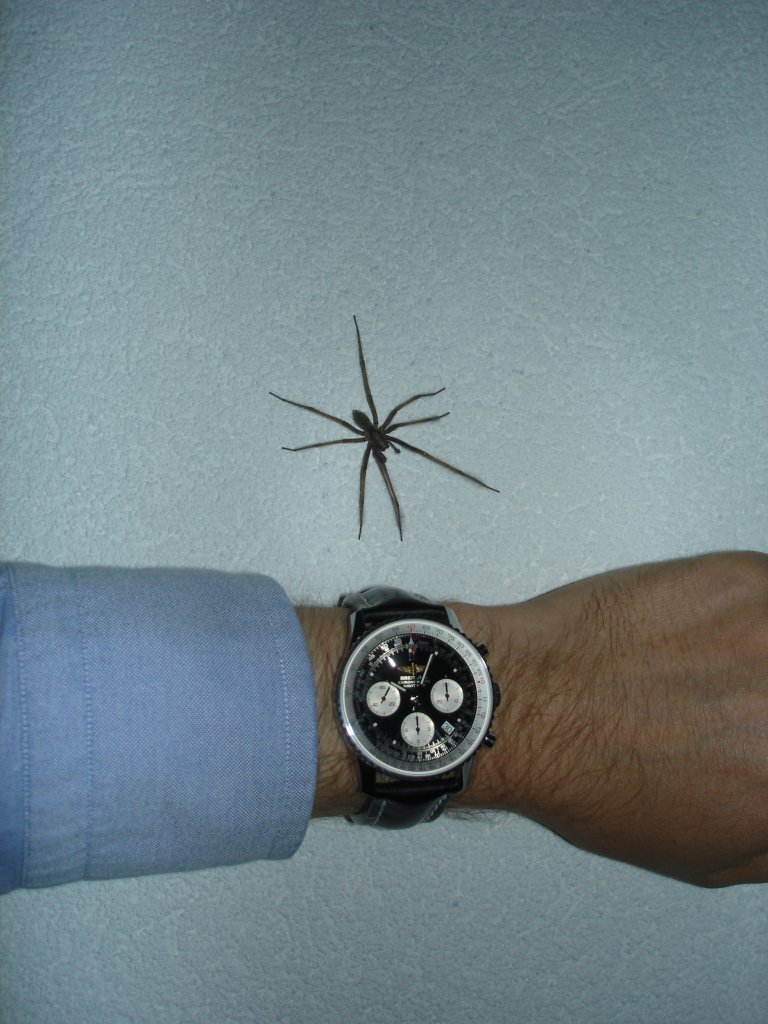 Meet the new house mate! | WatchUSeek Watch Forums